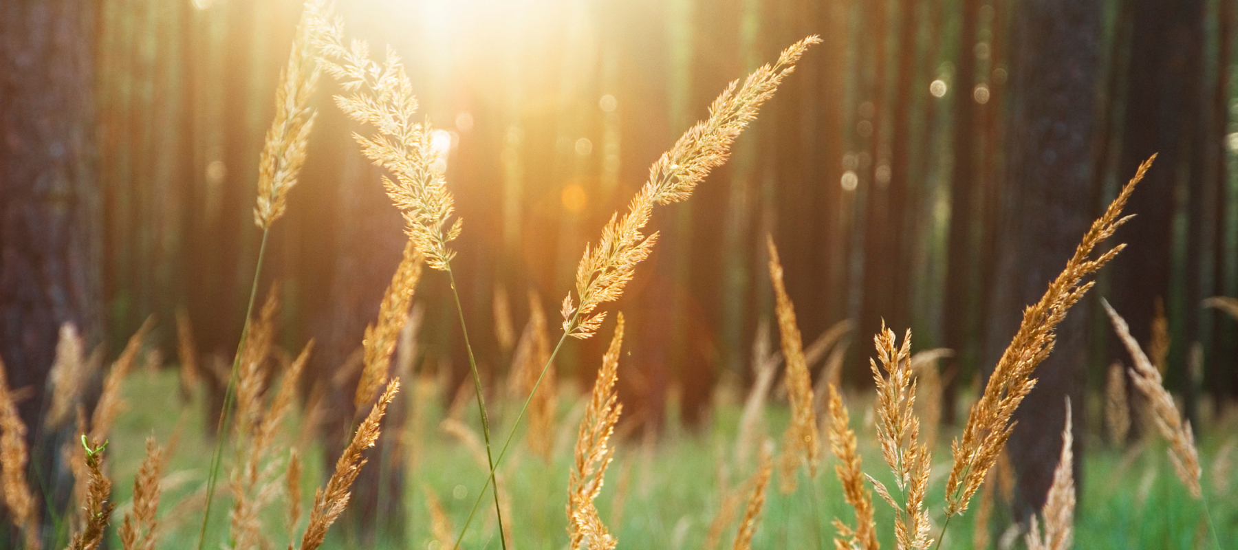FSC26 Conference - Tech New Zealand