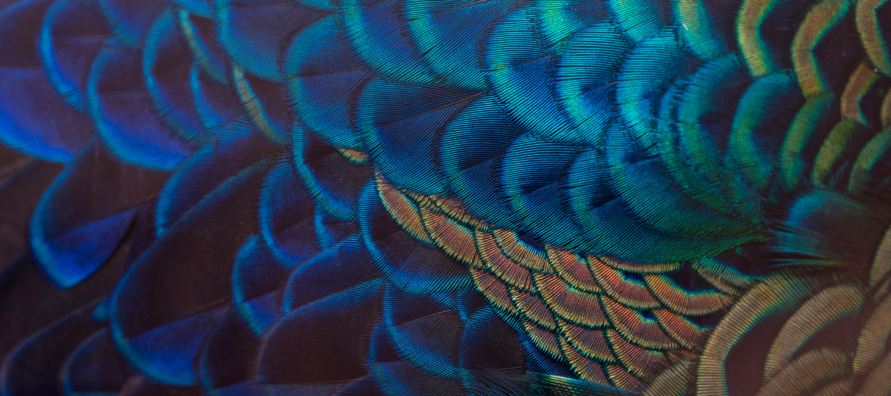 NZICC, Auckland – Tech New Zealand